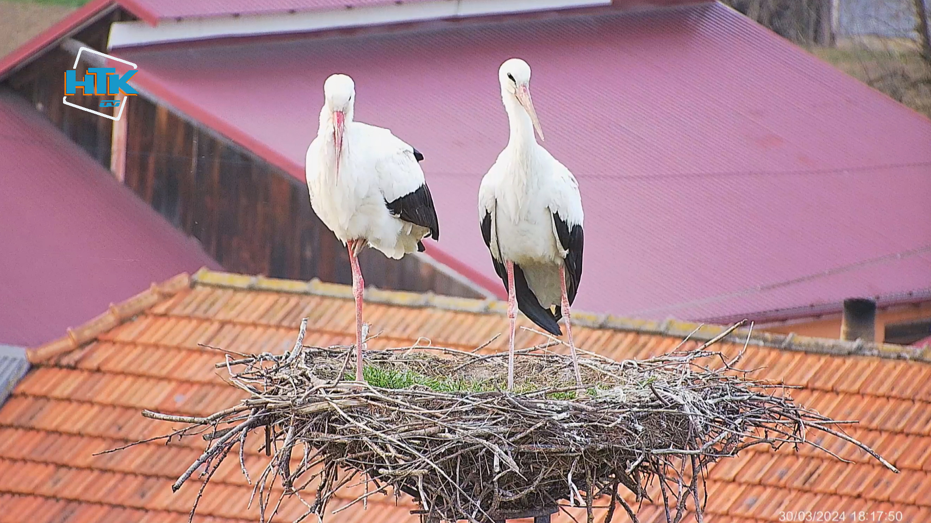 Трансляцію з гнізда лелек ведуть на Івано-Франківщині (відео). Читайте ...